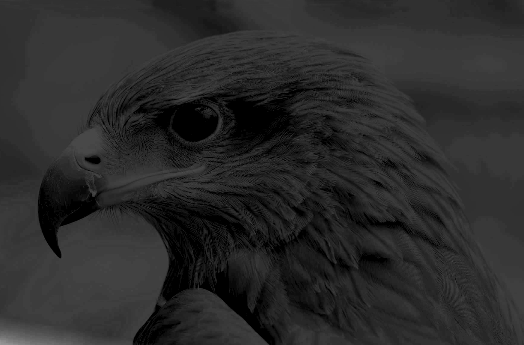 HAWK Monitoring System